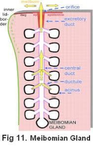 meibomian gland - The Ultimate Guide To Blepharitis